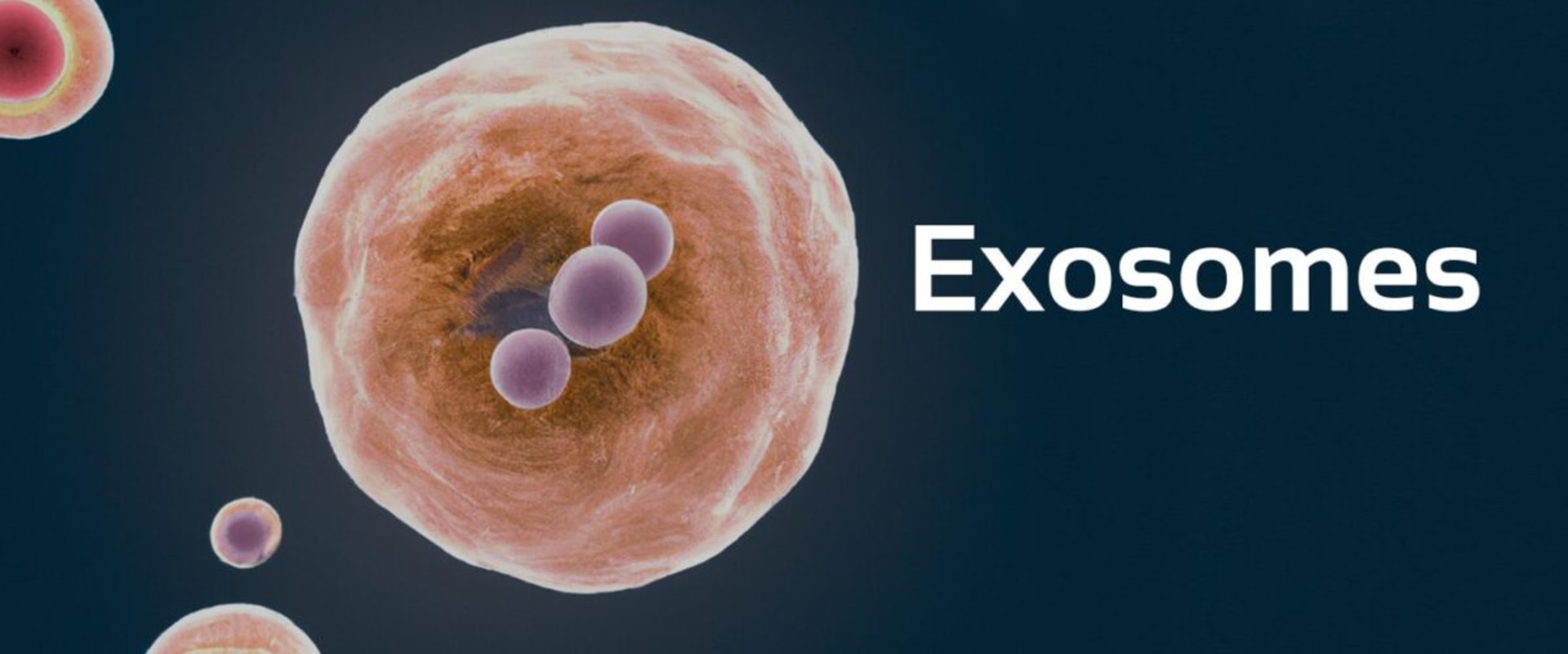 What are exosomes and how do they work?